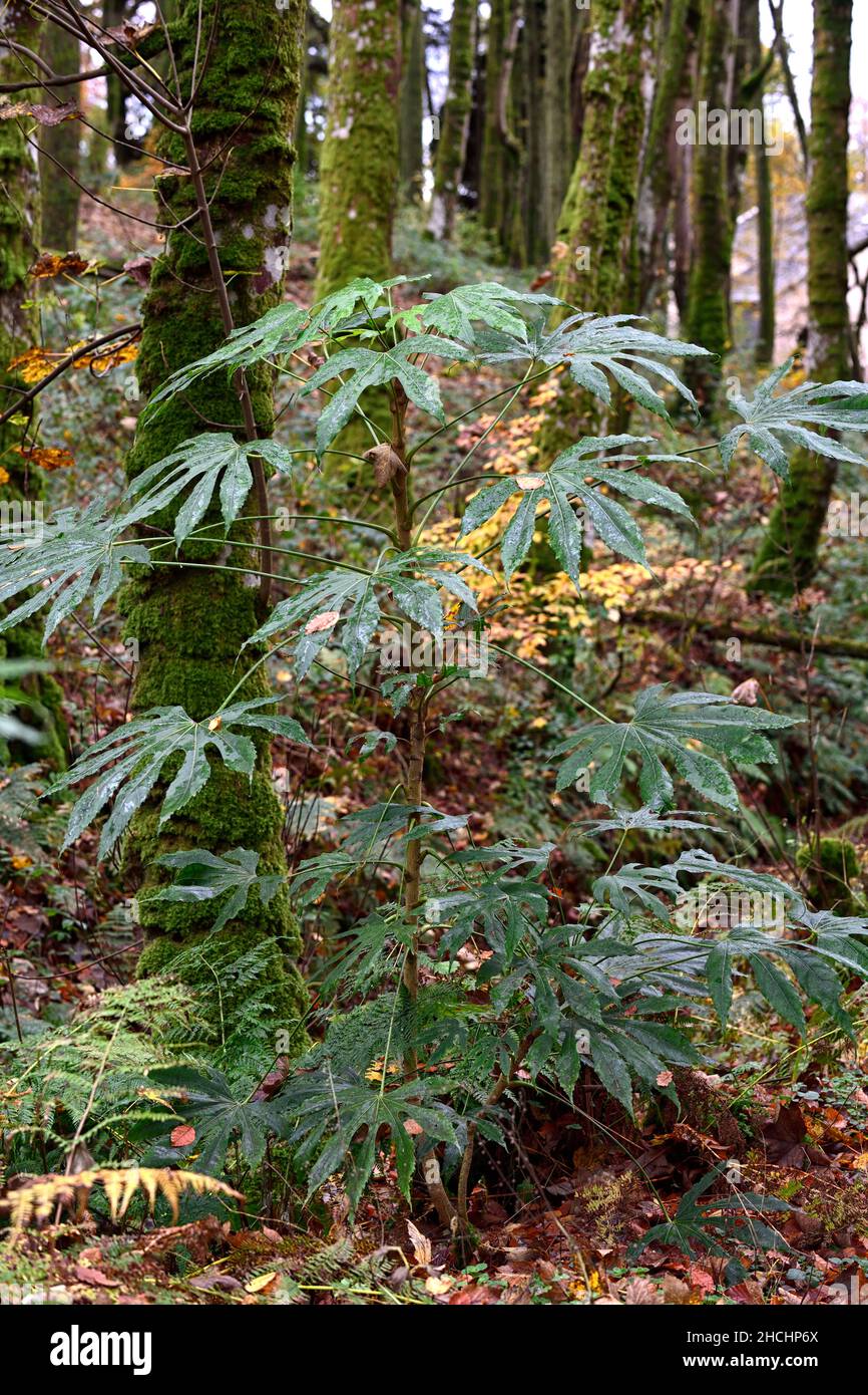 Large palmate leaves hi-res stock photography and images - Alamy