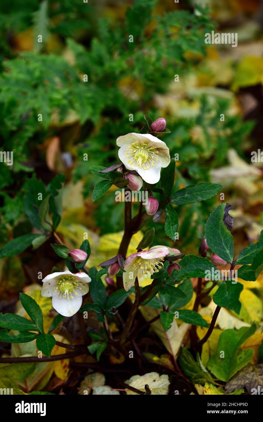 Helleborus HGC Snow dance,hellebore hgc snow dance,helleborus gold ...