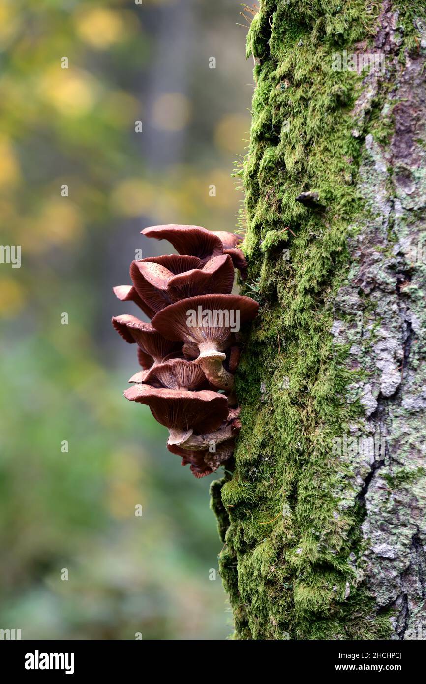 Honey fungus,Armillaria sp,Armillariella sp,Armillaria toadstools,Honey ...