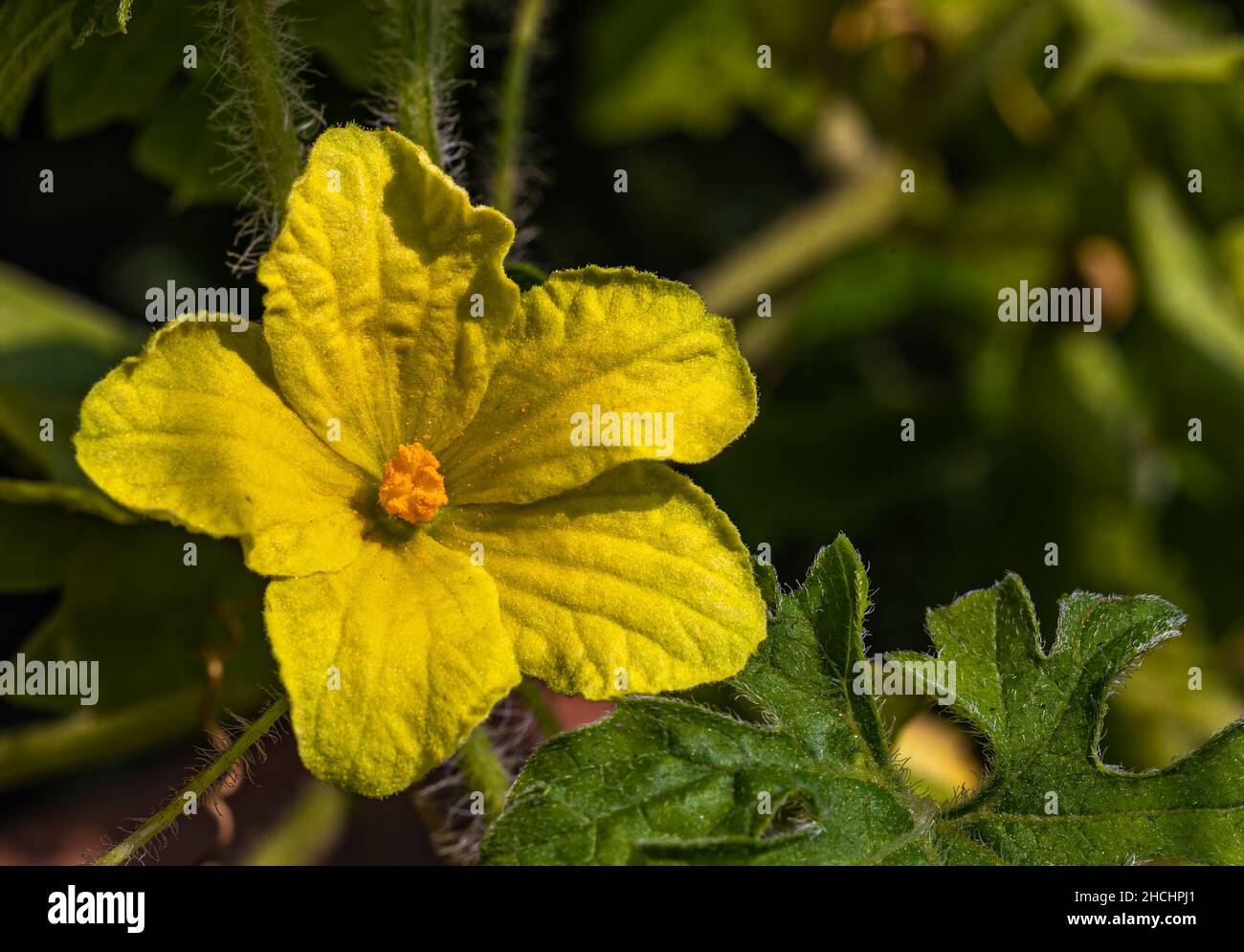 yellow Flower of Bitter Gourd Stock Photo - Alamy