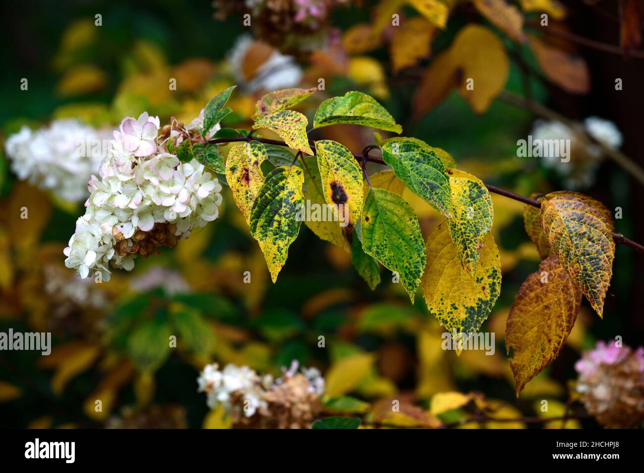 Ruby leaves hi-res stock photography and images - Alamy