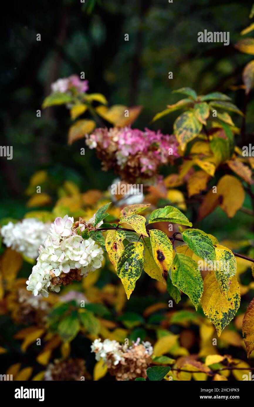 Hydrangea paniculata Ruby,Paniculate hydrangea Ruby, leaves,golden ...