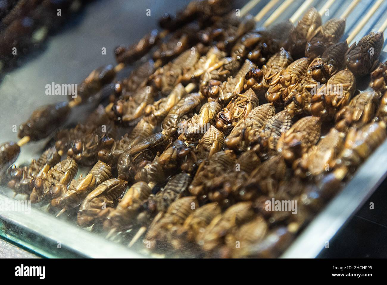 February 2019, China, Beijing. Outdoor market with exotic street owls ...