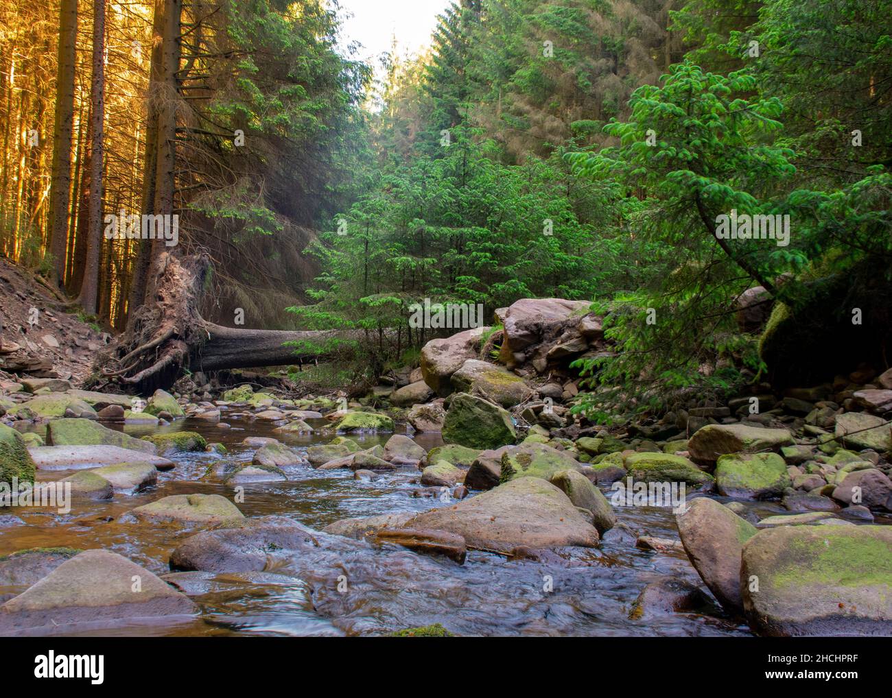 Fallen tree in woodland over a stream Stock Photo - Alamy