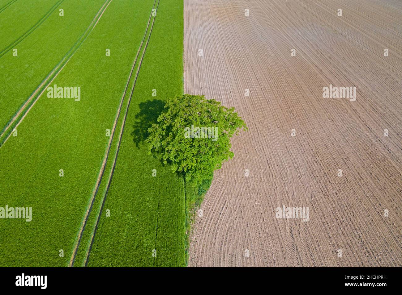 Aerial view oak tree hi-res stock photography and images - Alamy