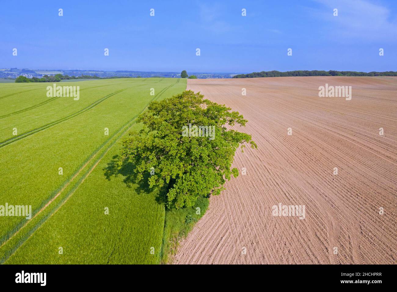 Aerial view oak tree hi-res stock photography and images - Alamy