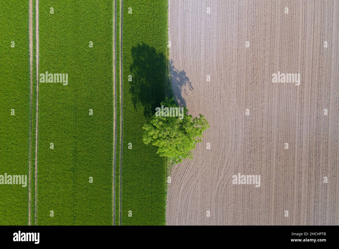 Aerial view oak tree hi-res stock photography and images - Alamy