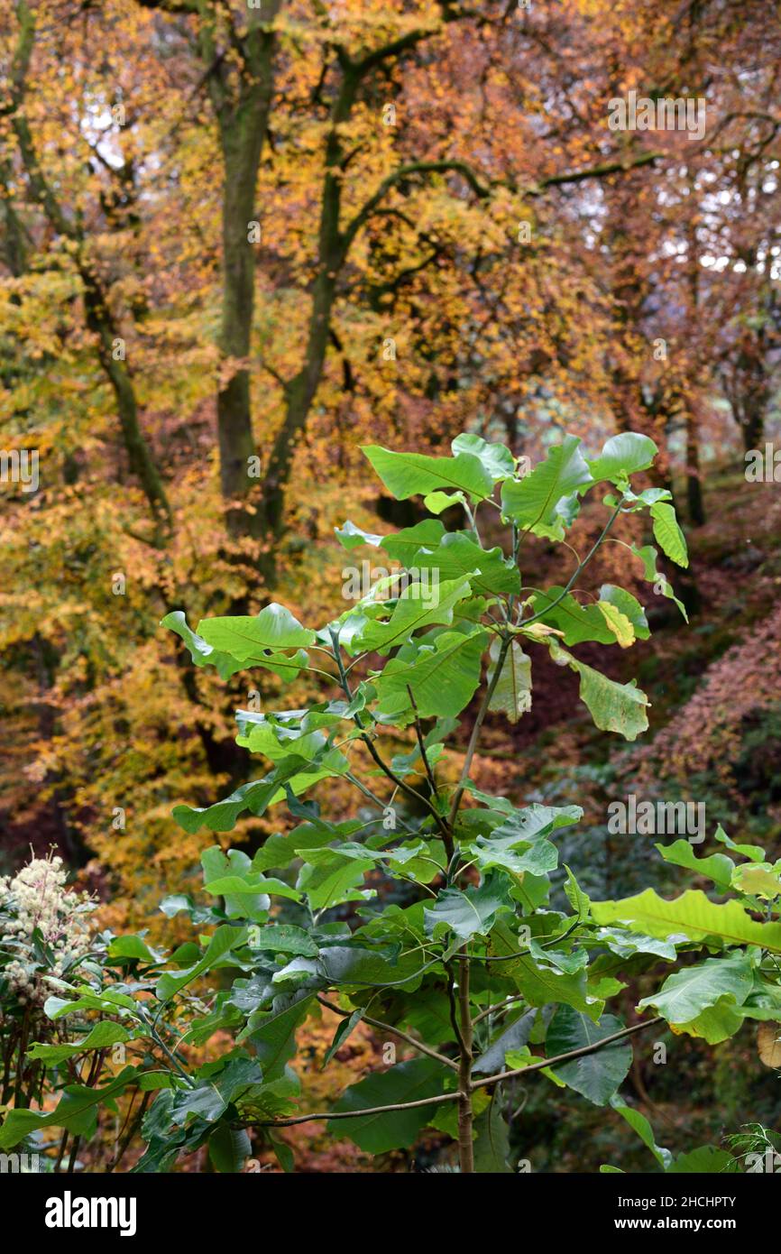 Magnolia macrophylla subsp ashei macrophylla subsp dealbata hi-res ...