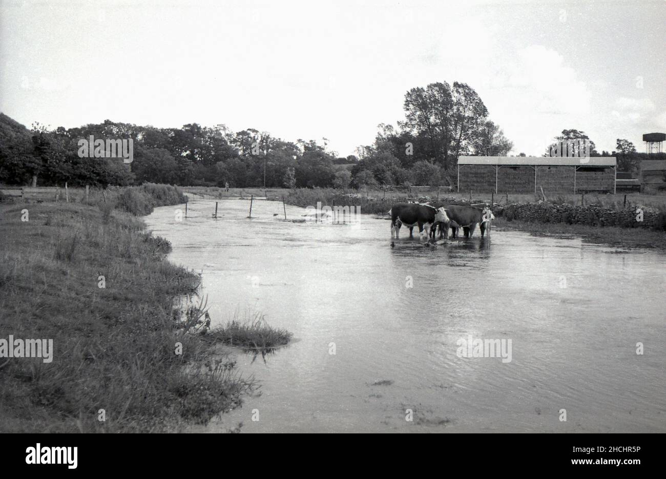 1960s cattle in field hi-res stock photography and images - Alamy
