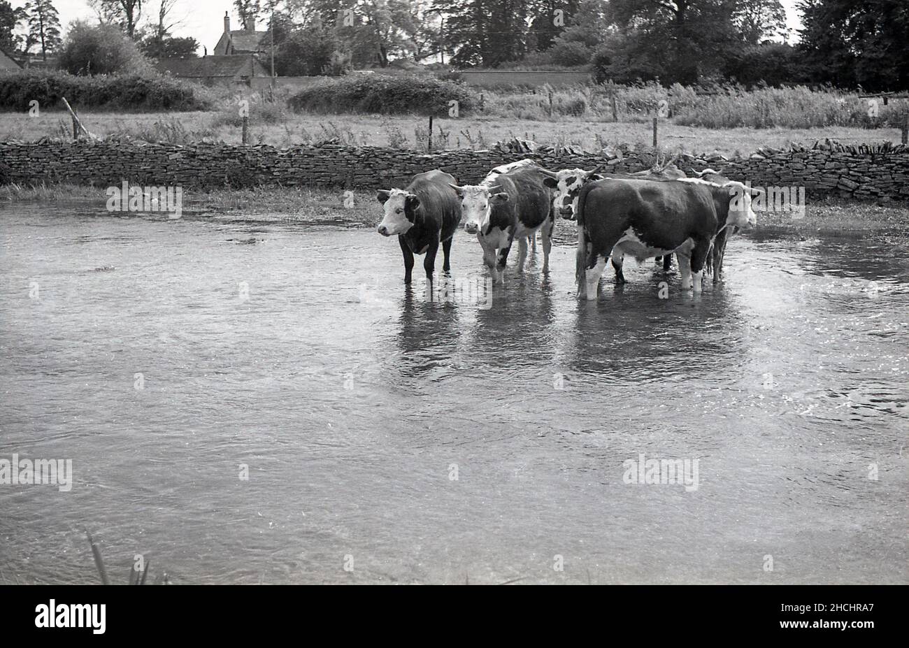 1960s, historical, cows standing in a area of water or a farm pond ...