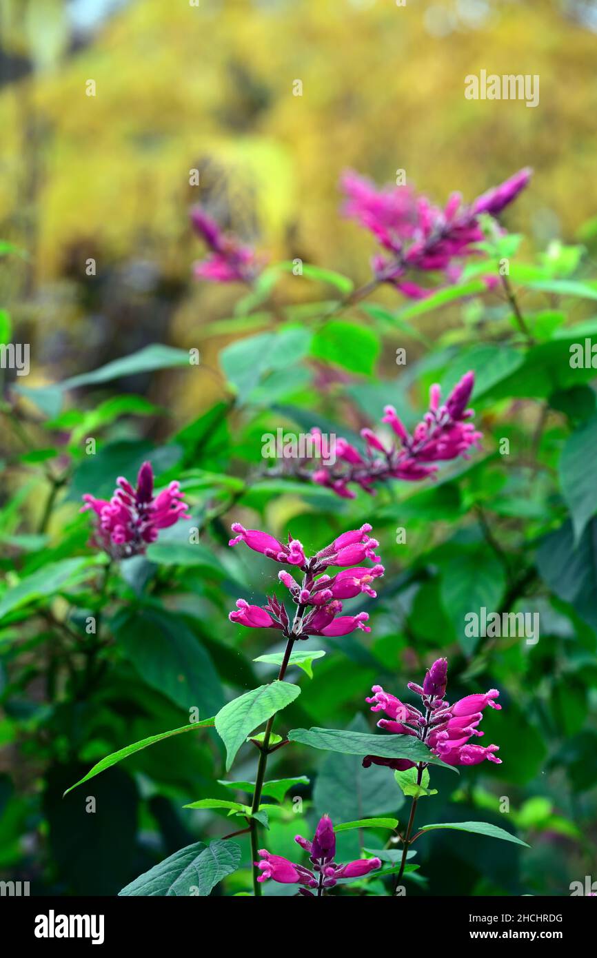 salvia involucrata boutin,rose leaf sage,rosy-leaf sage,pink,flower ...
