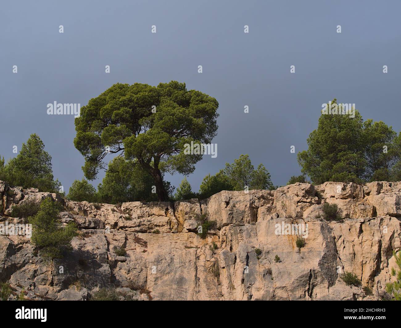 Low angle view of steep beige colored rocks with Aleppo pine trees ...