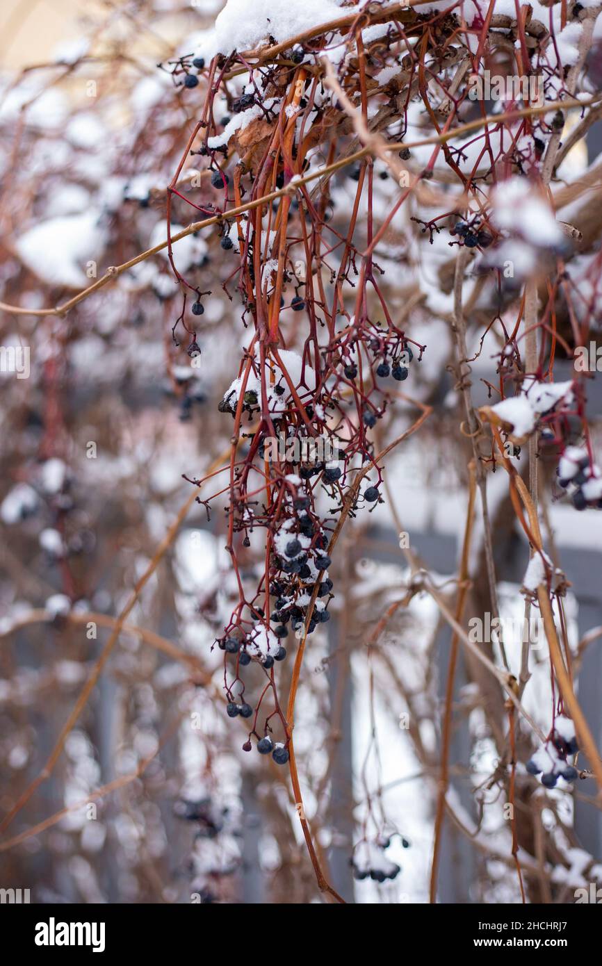 Berries under the snow. Wild grapes in winter Stock Photo - Alamy