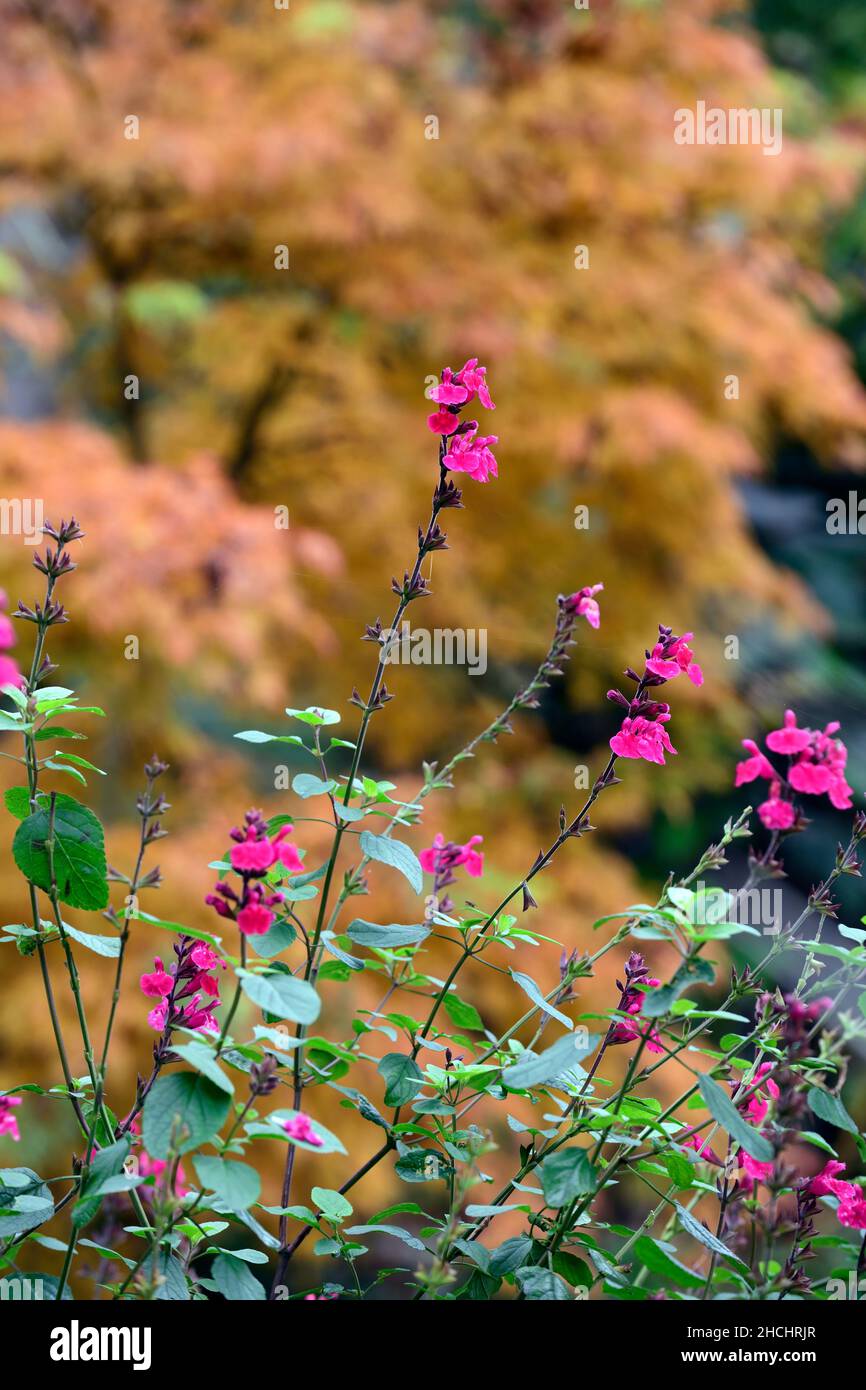 Salvia Pink Pong,raspberry pink flowers,salvias,flowering,flowers ...