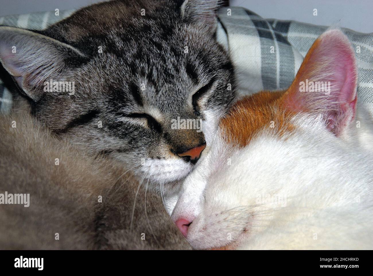Two cats sleep embraced Stock Photo - Alamy