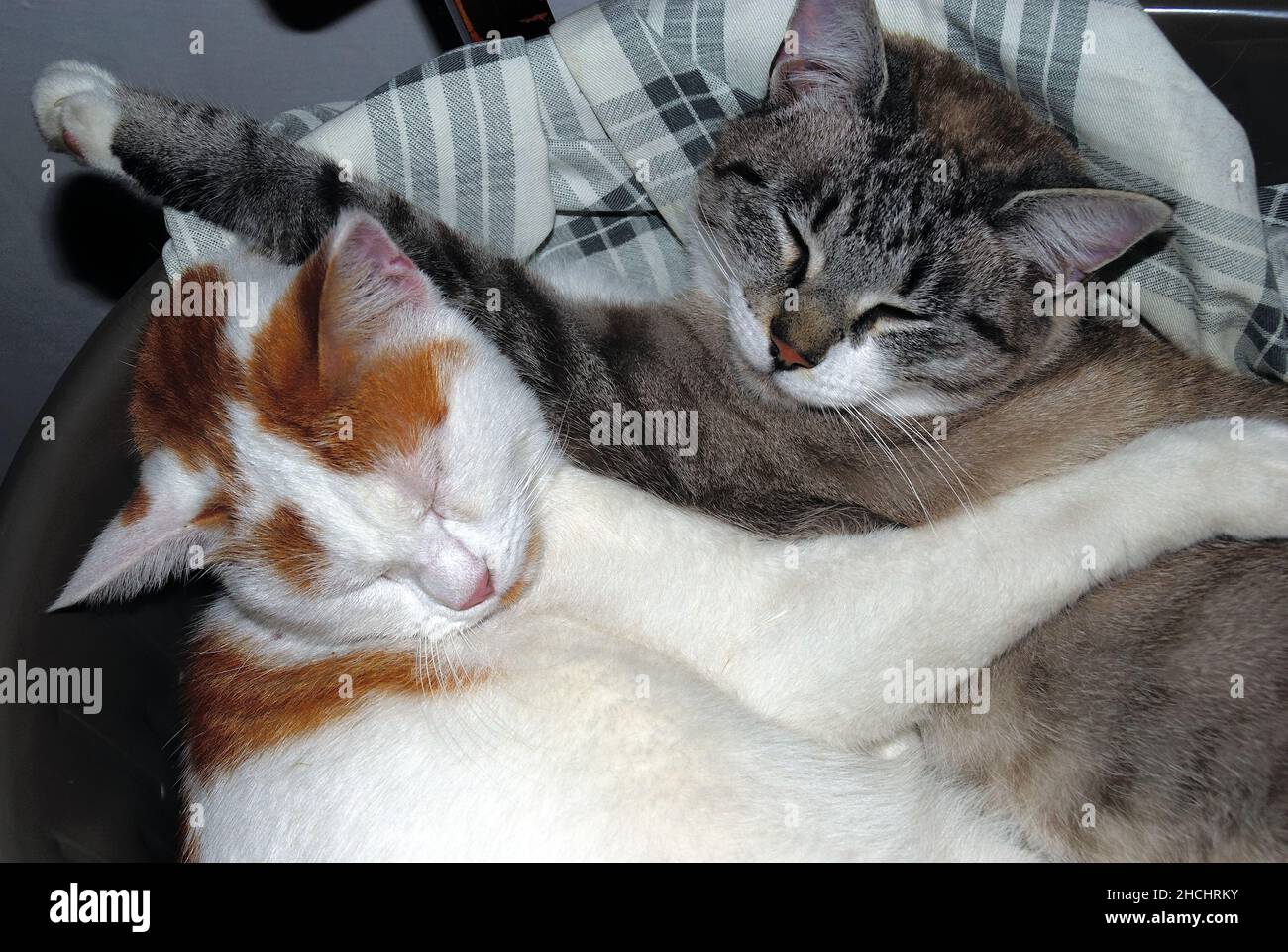 Two cats sleep embraced Stock Photo - Alamy