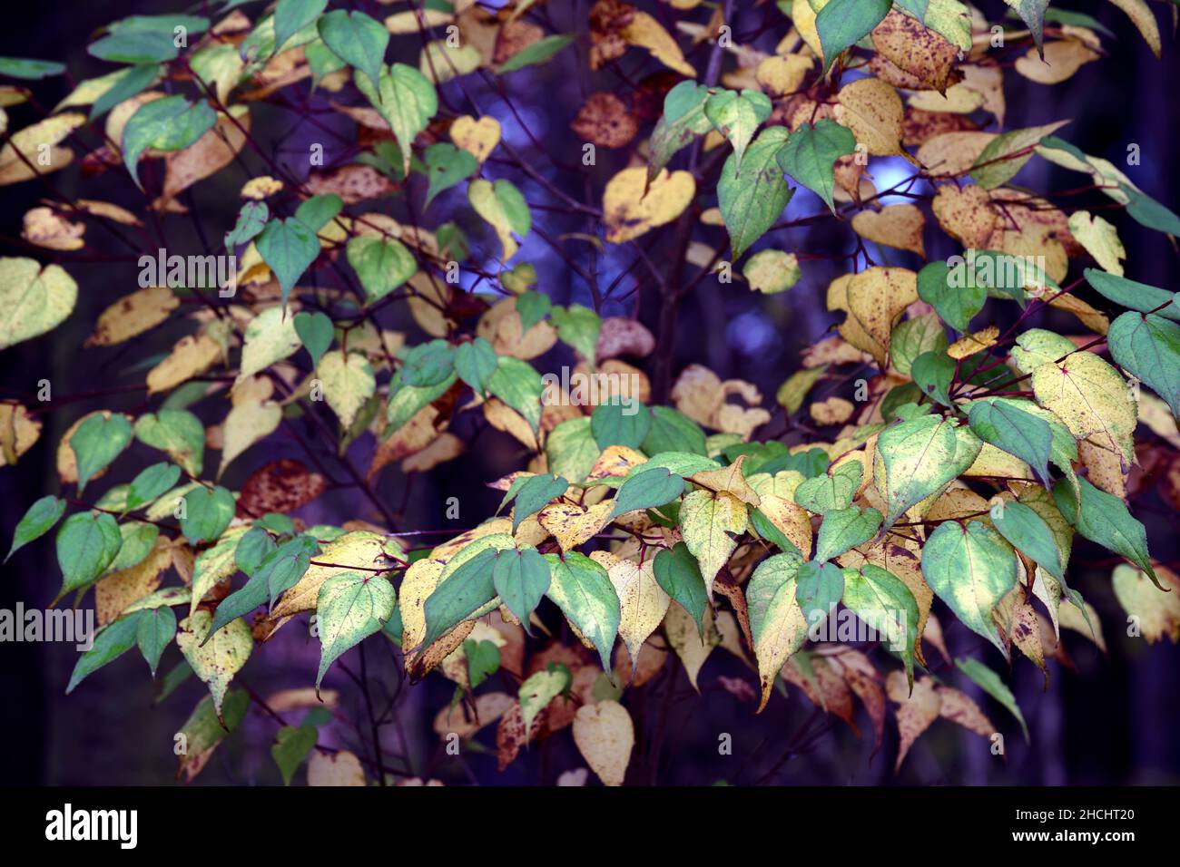 Tetracentron sinense hi-res stock photography and images - Alamy