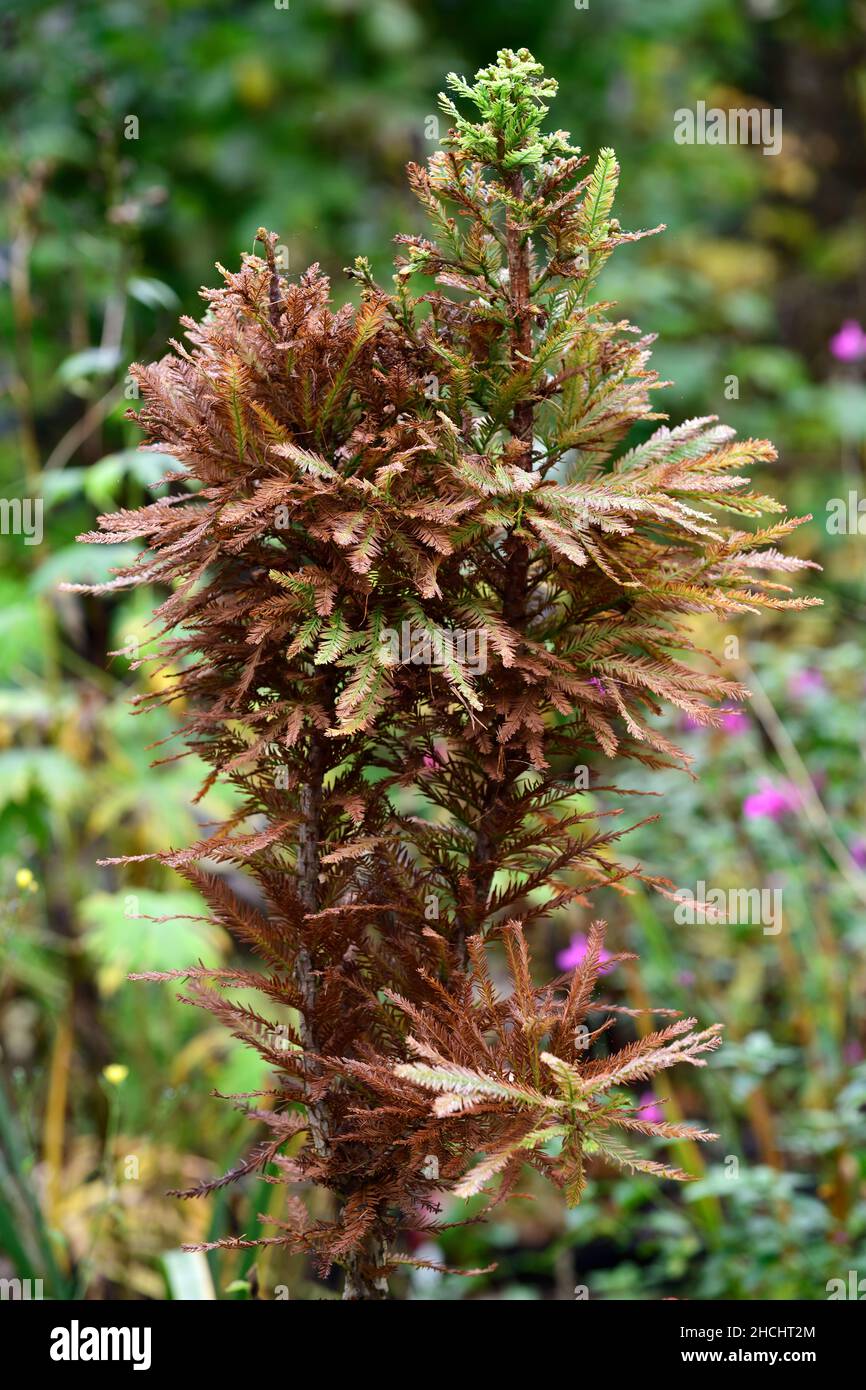 Taxodium distichum peve hi-res stock photography and images - Alamy