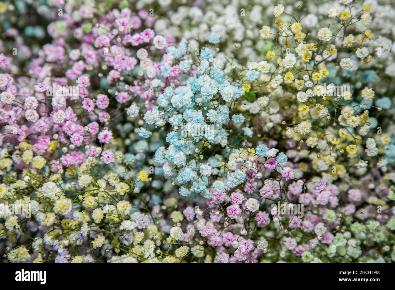 Beautiful background with colorful decorative gypsophila Stock Photo ...