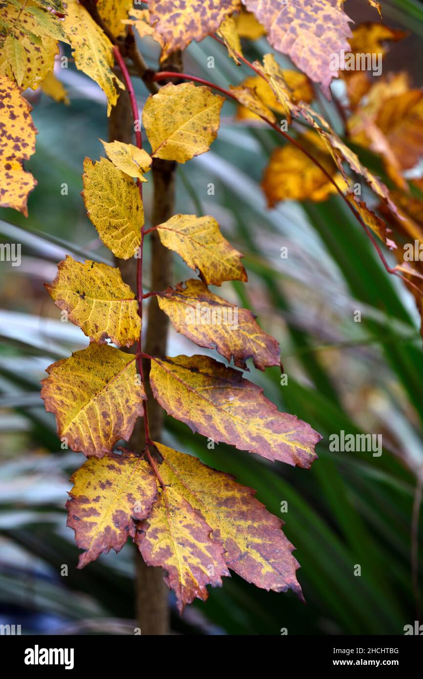 Acer Sikkimense,Sikkim Maple,yellow leaf, leaves,golden colour,yellow ...