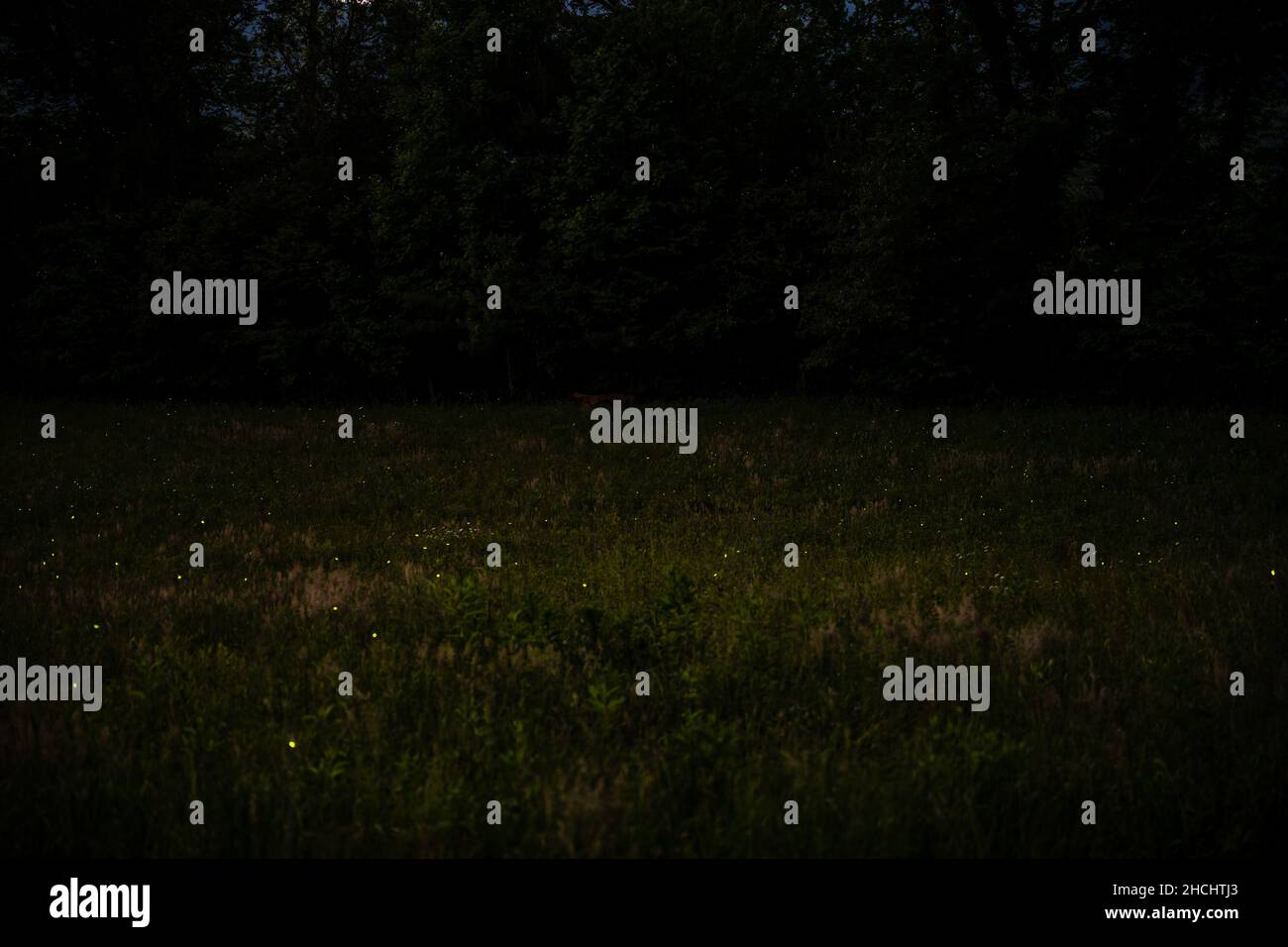 Real Fireflies In A Field