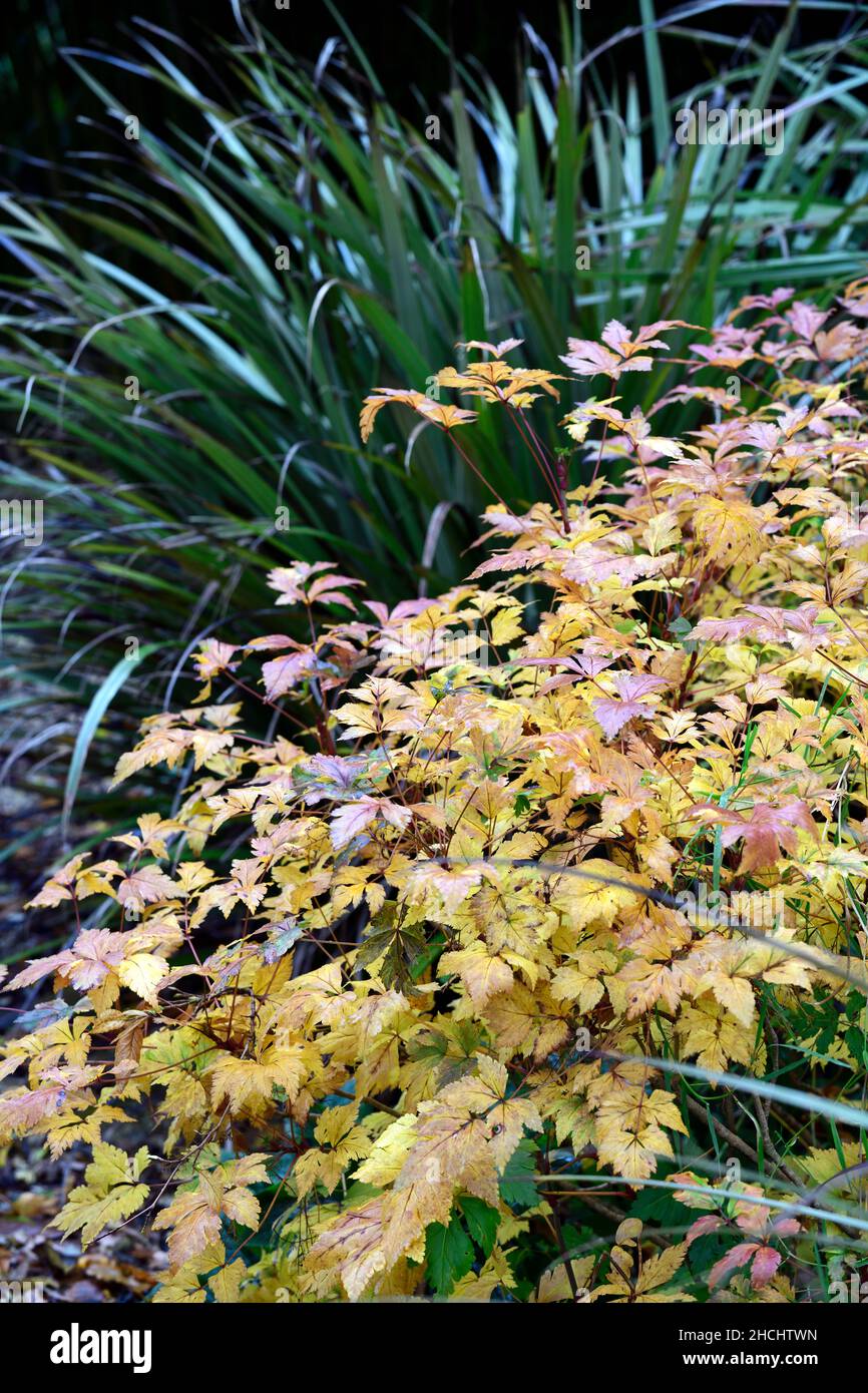 Yellowing leaves hi-res stock photography and images - Alamy