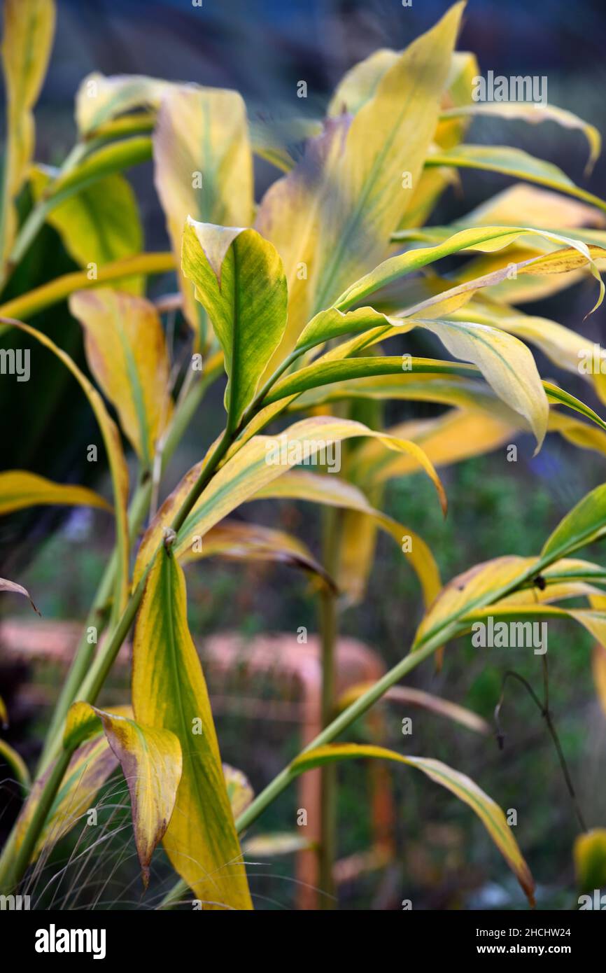 Zingiber officinale leaves hi-res stock photography and images - Alamy