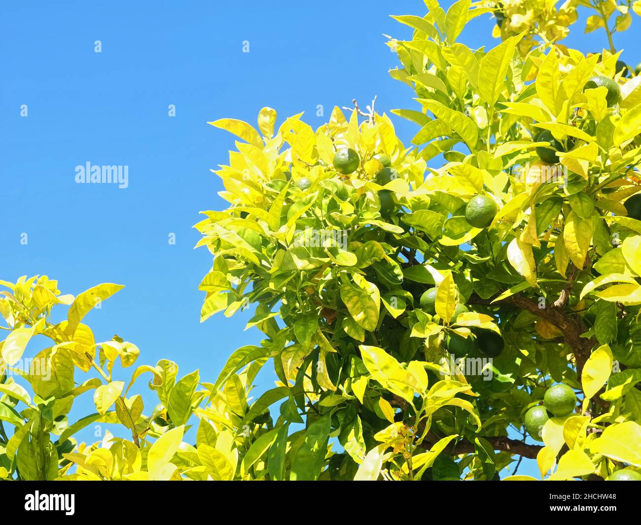 Still green oranges on an orange tree Stock Photo - Alamy