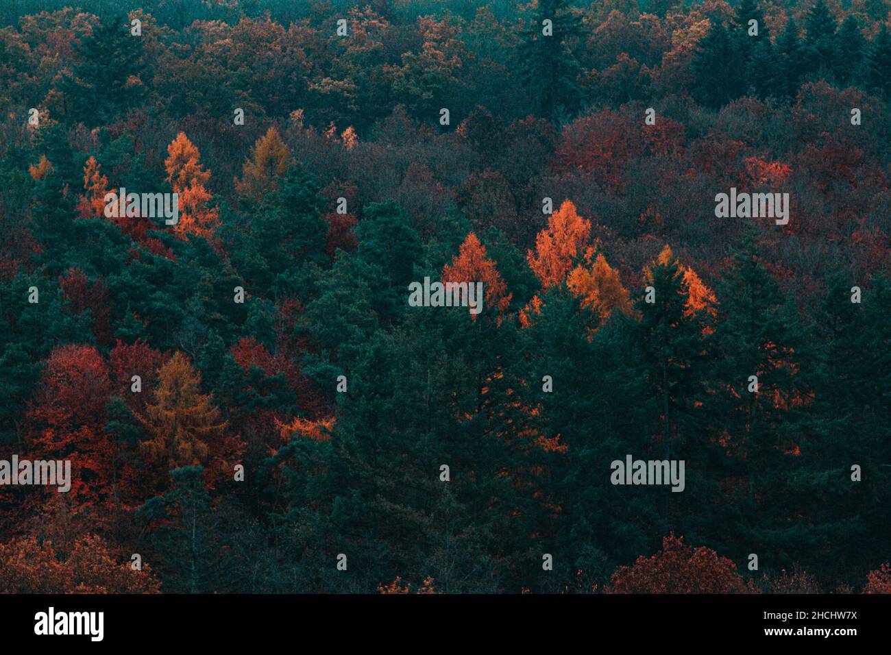 German Forest in Autumn Stock Photo - Alamy