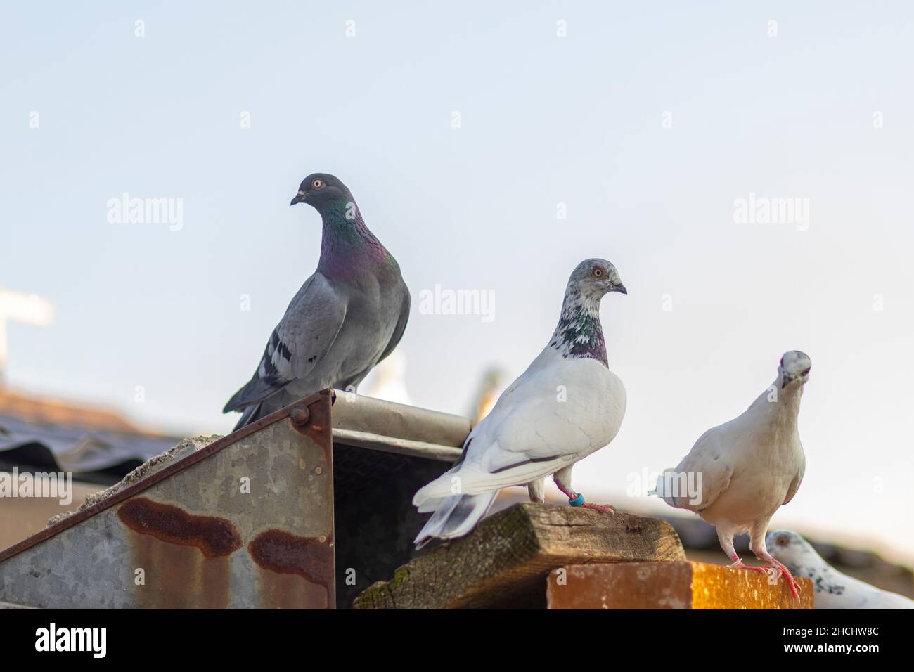 Doves sitting hi-res stock photography and images - Alamy