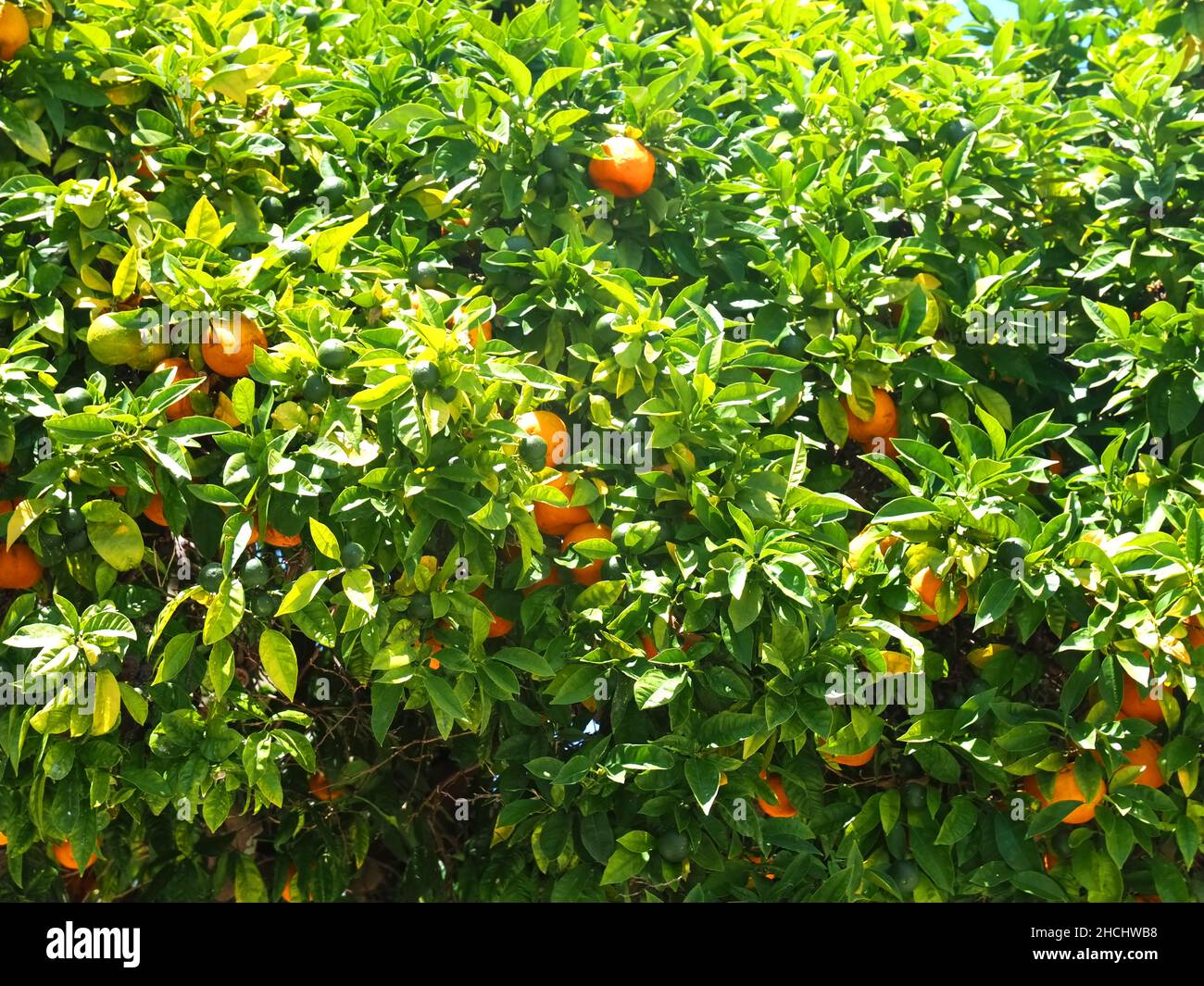 oranges on an orange tree Stock Photo - Alamy