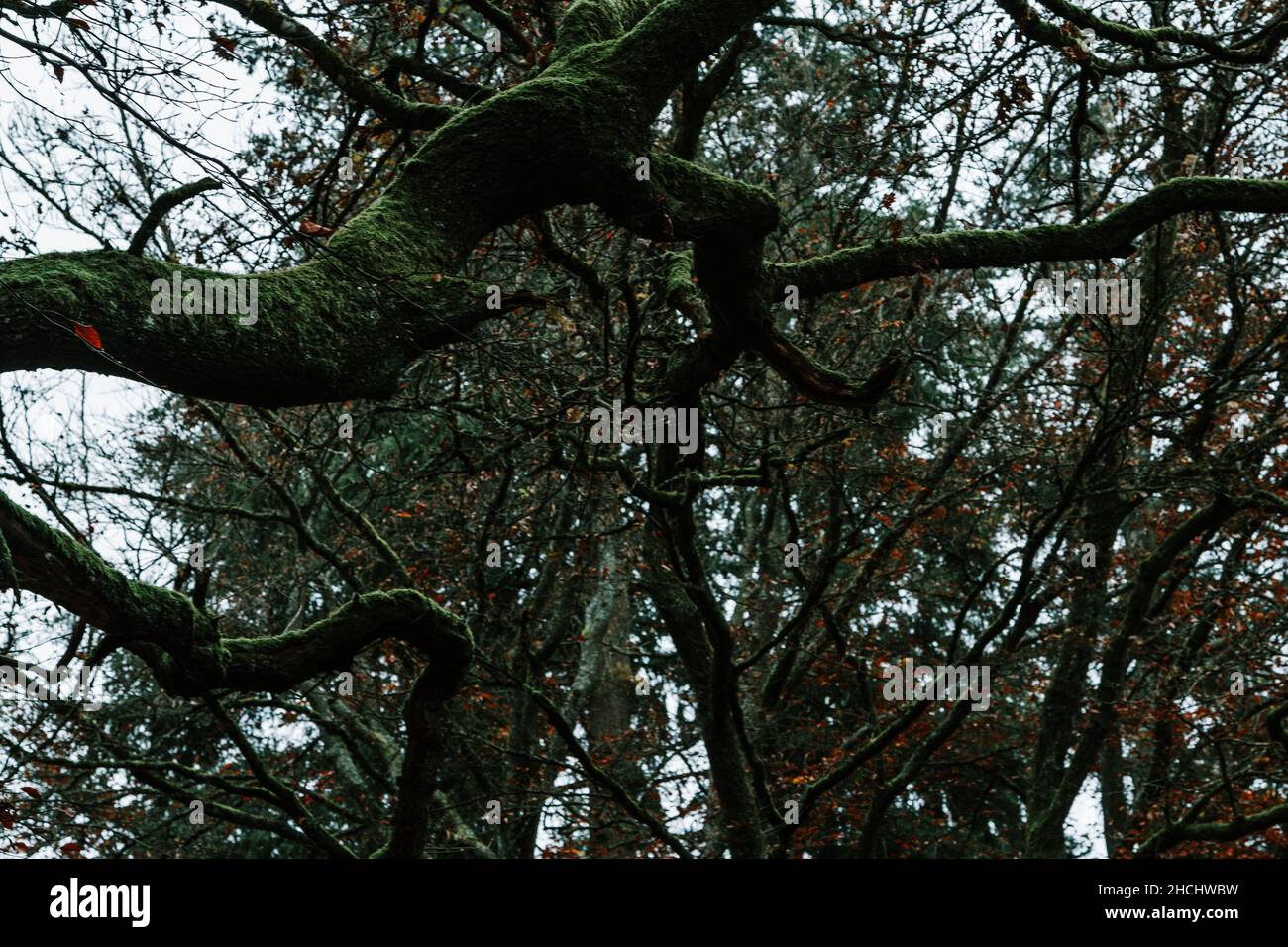 Wald forest hi-res stock photography and images - Alamy