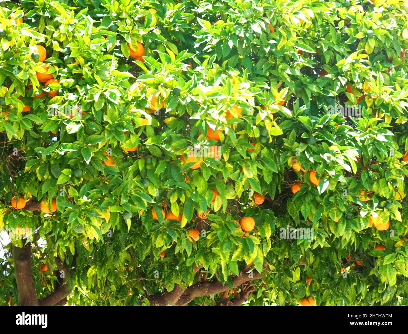 oranges on an orange tree Stock Photo - Alamy