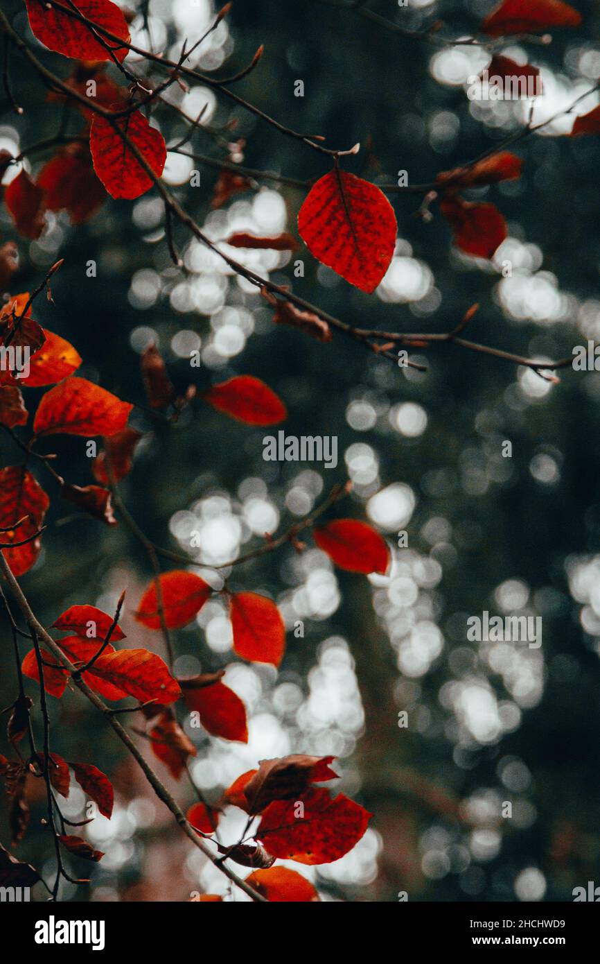 German Forest in Autumn Stock Photo - Alamy