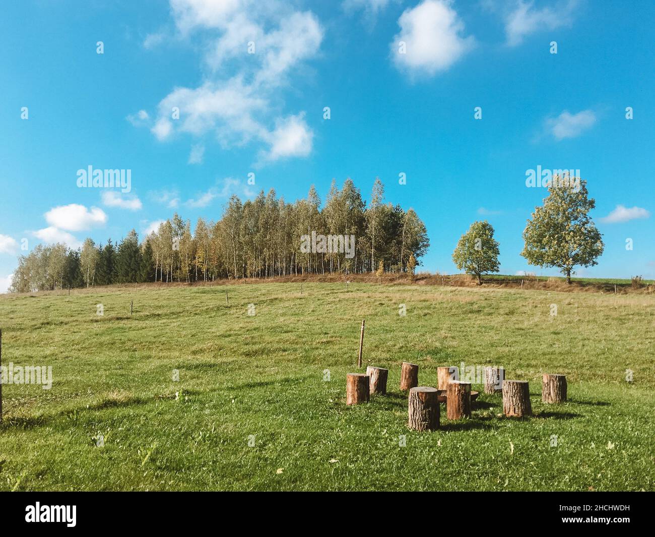 Vast green field with fresh grass, tall trees and tree stumps in summer ...
