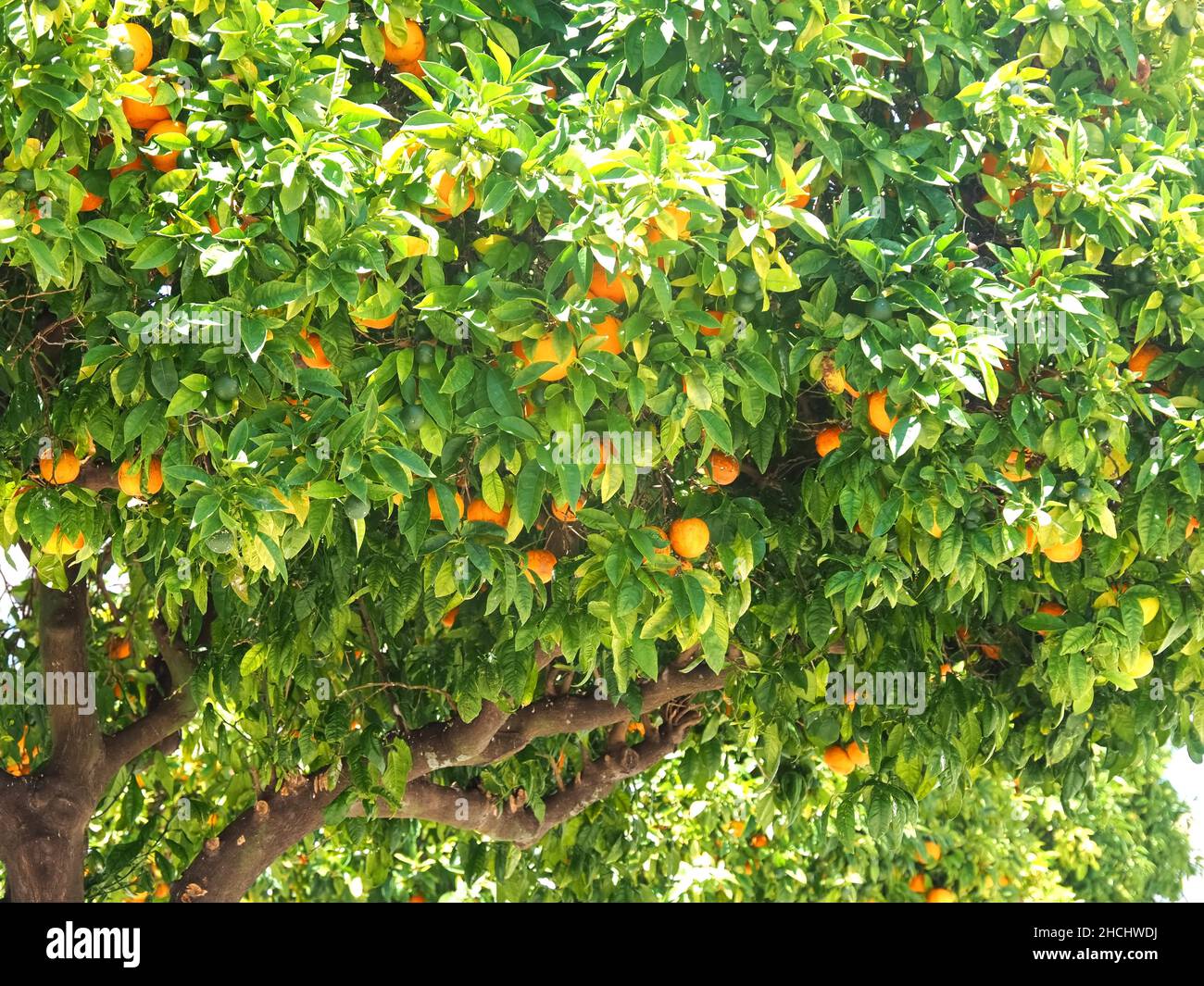 oranges on an orange tree Stock Photo - Alamy