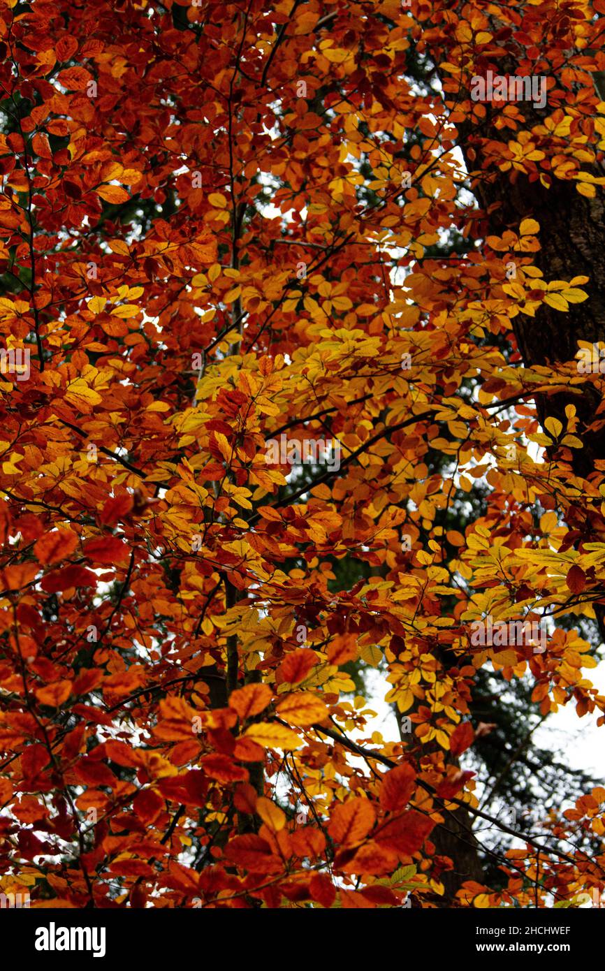 Autumn herbst forest wald hi-res stock photography and images - Alamy
