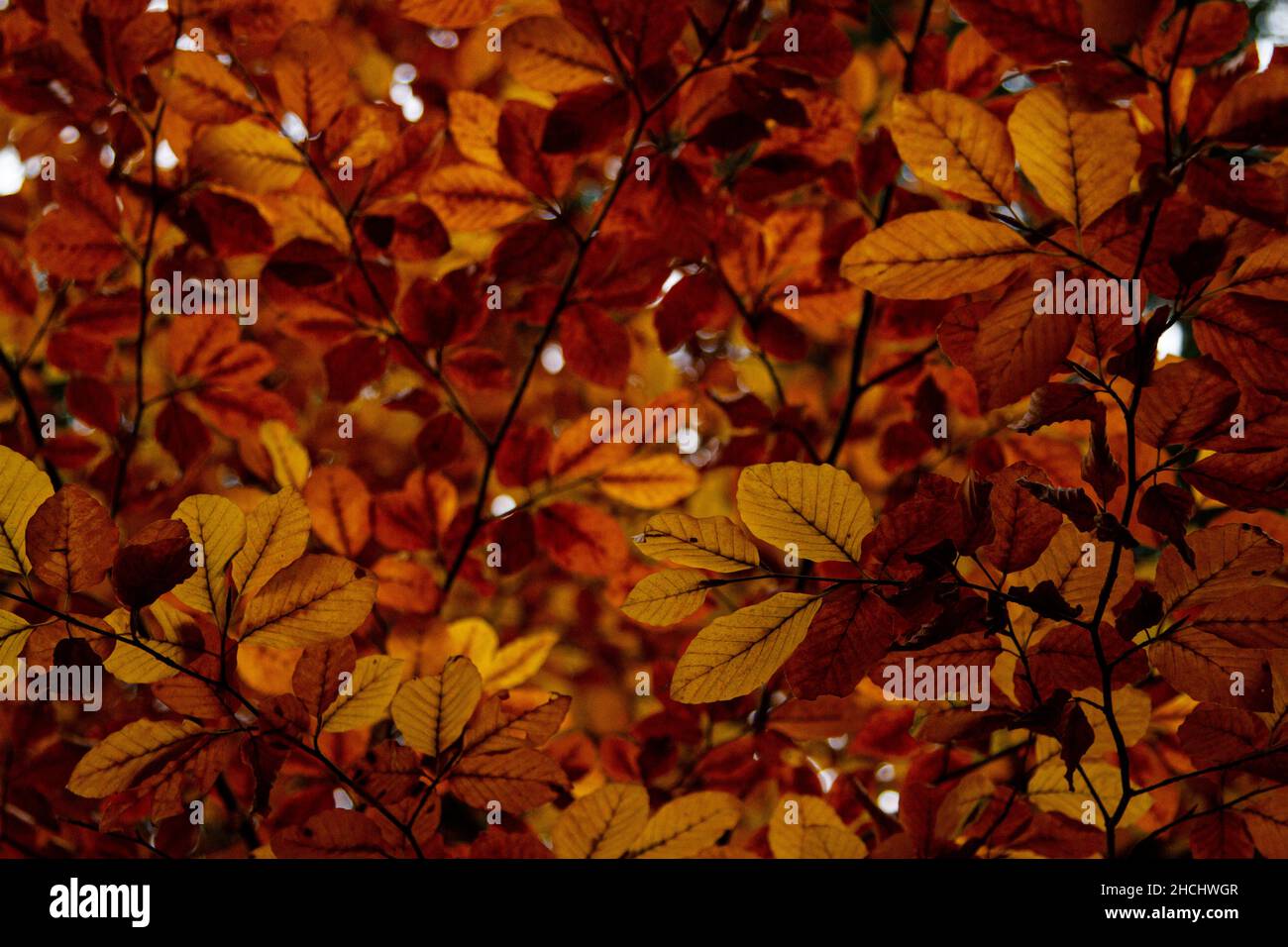 German Forest in Autumn Stock Photo - Alamy