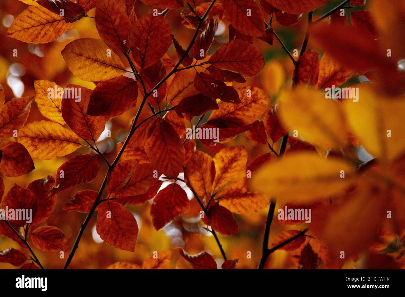 German Forest in Autumn Stock Photo - Alamy