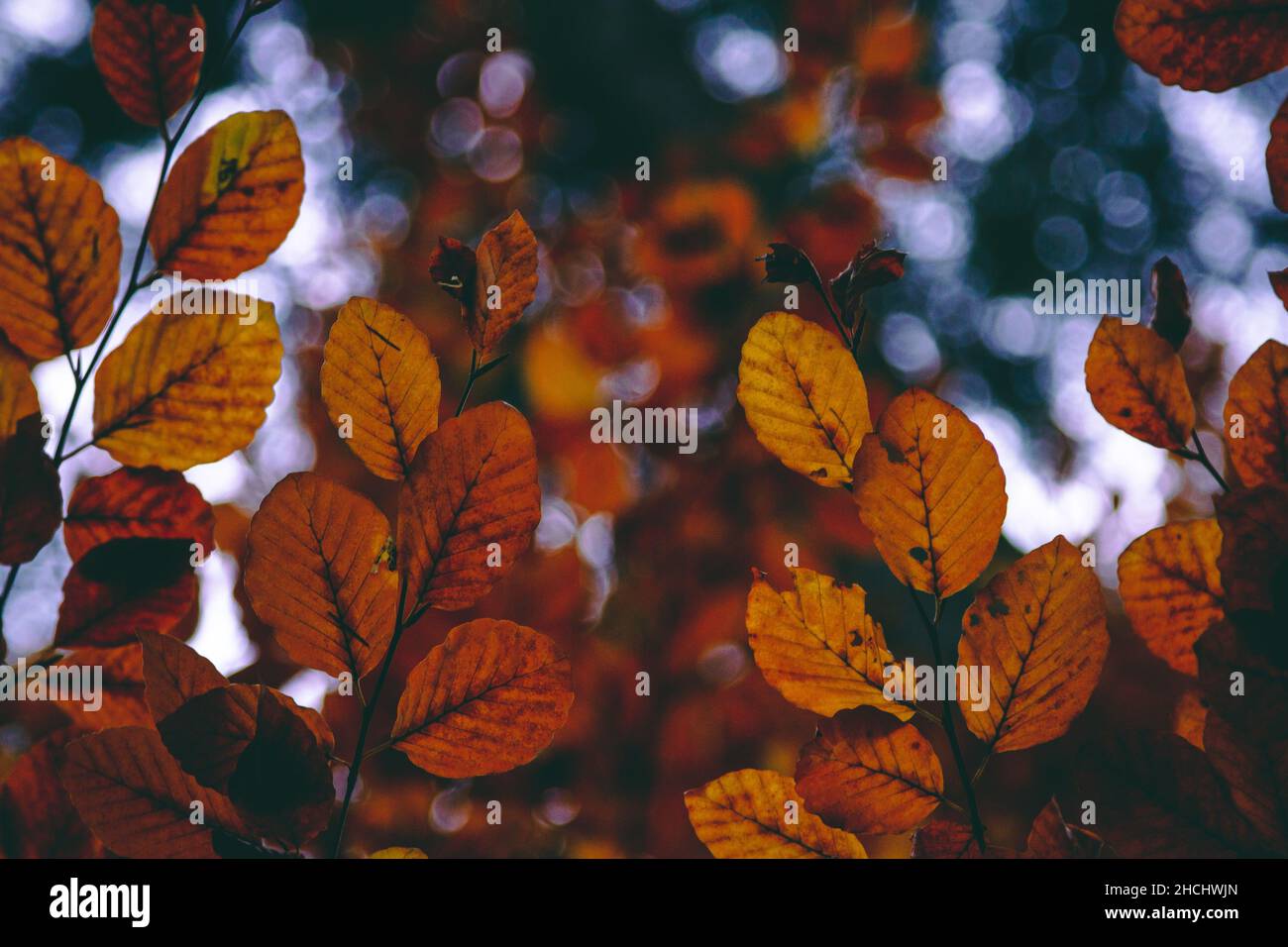 German autumn forest hi-res stock photography and images - Alamy