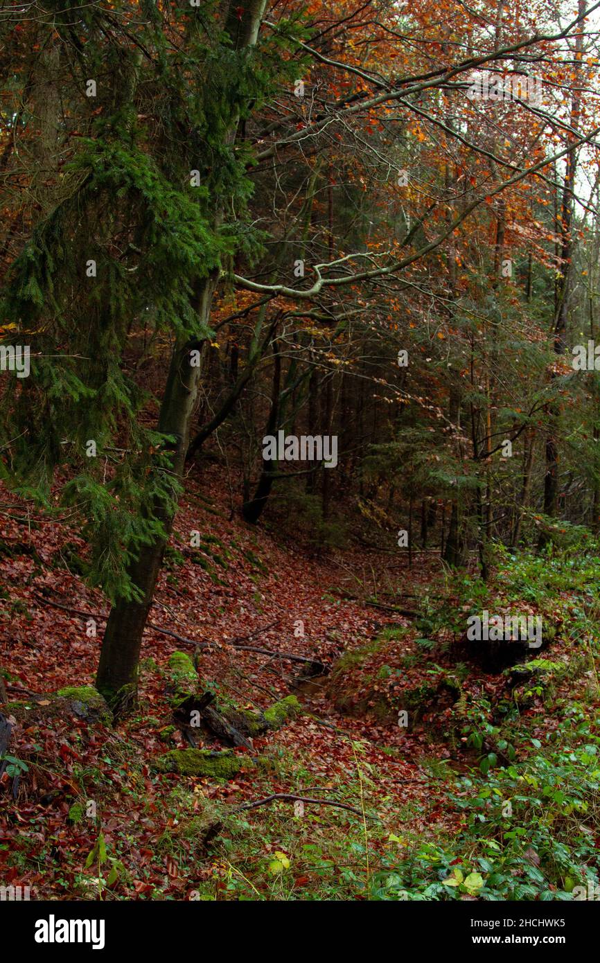 German Forest in Autumn Stock Photo - Alamy
