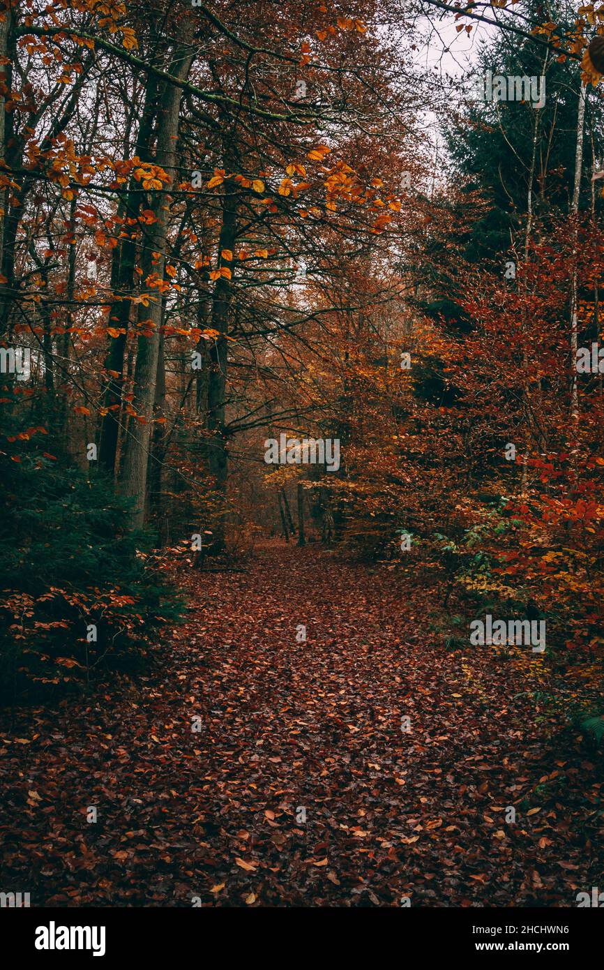 German Forest in Autumn Stock Photo - Alamy