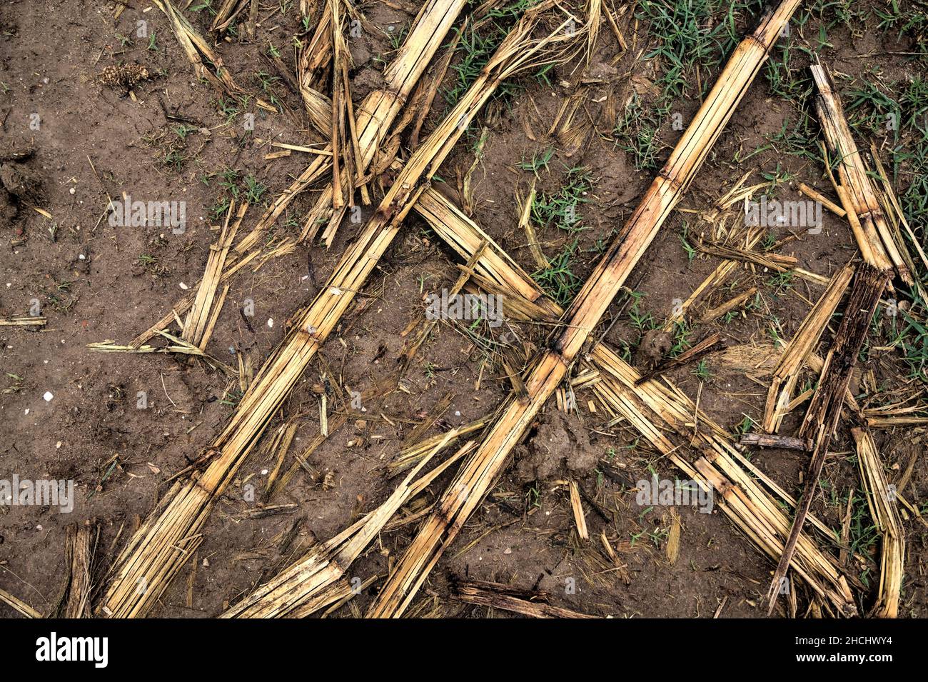 Corn plants on a muddy ground Stock Photo - Alamy