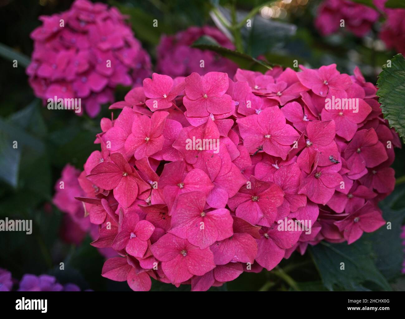 Blossom bush Hydrangea macrophylla bright pink flowers hydrangea bloom ...