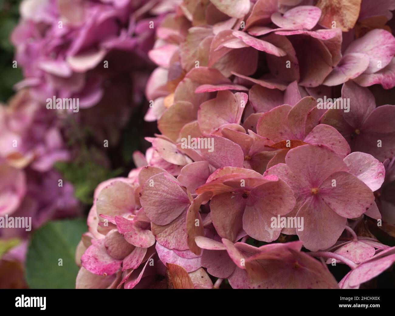 The delicate color of a pink hydrangea shrub at the end of its blooming ...