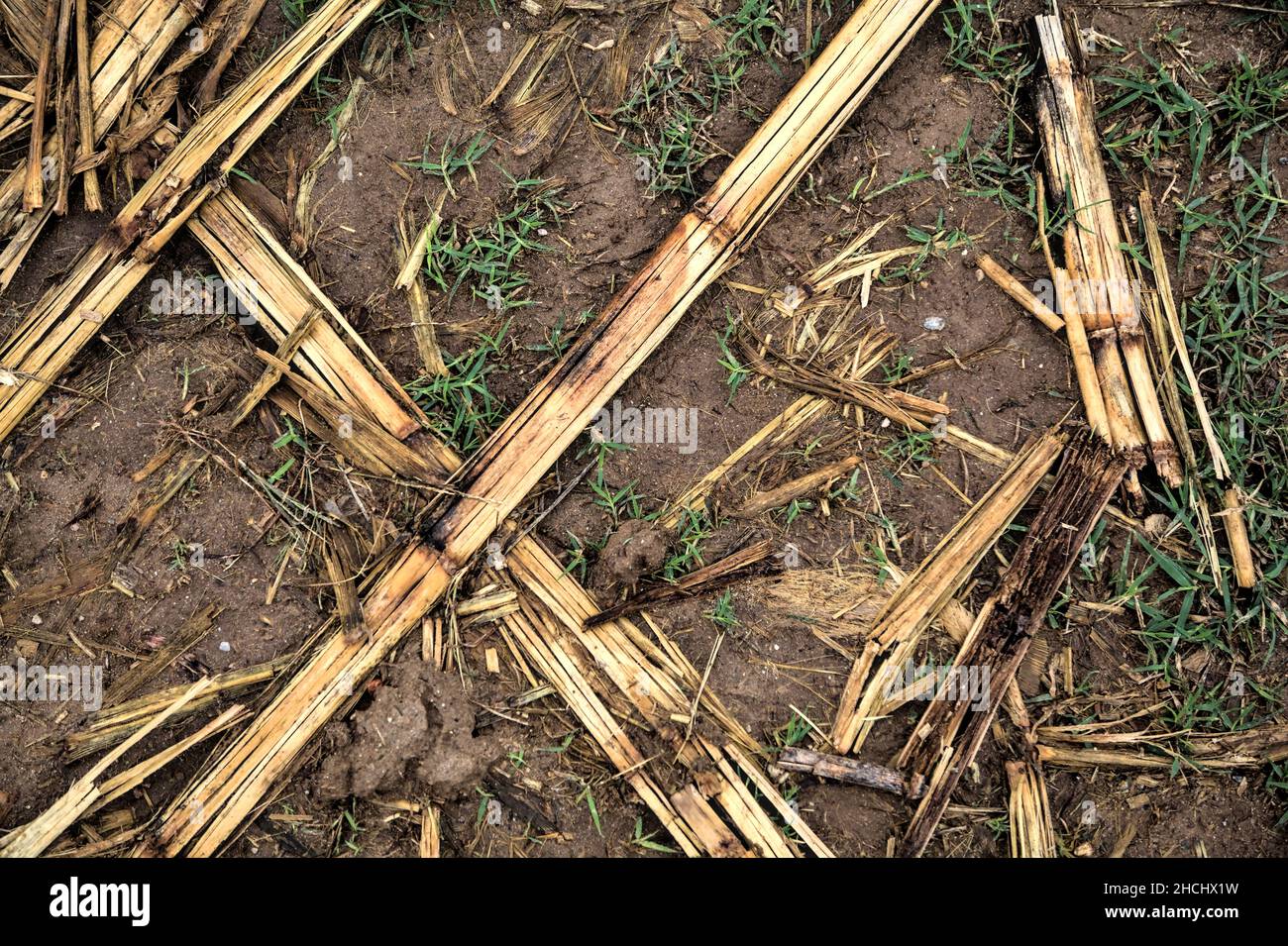 Drought cracked mud corn hi-res stock photography and images - Alamy