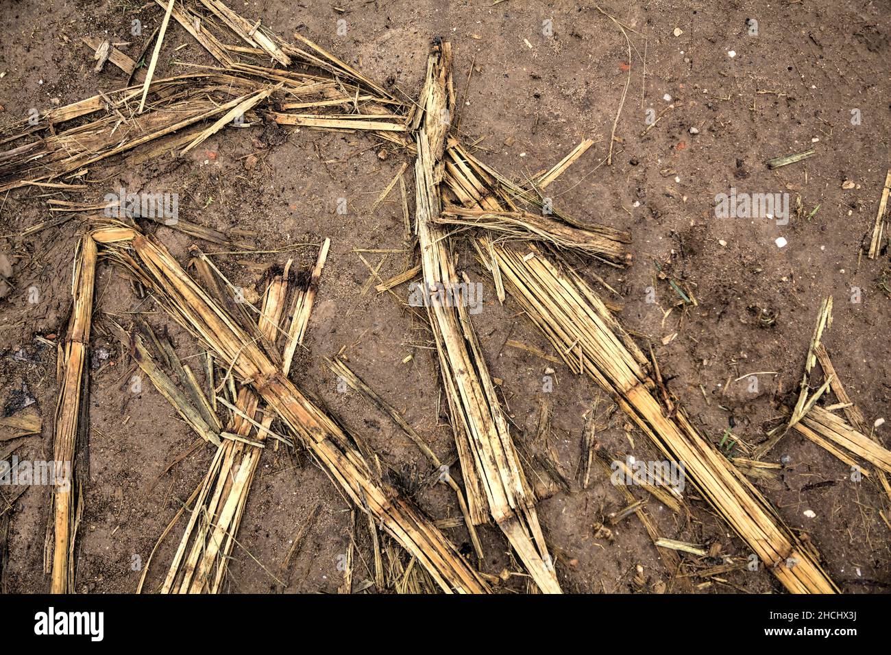 Drought cracked mud corn hi-res stock photography and images - Alamy