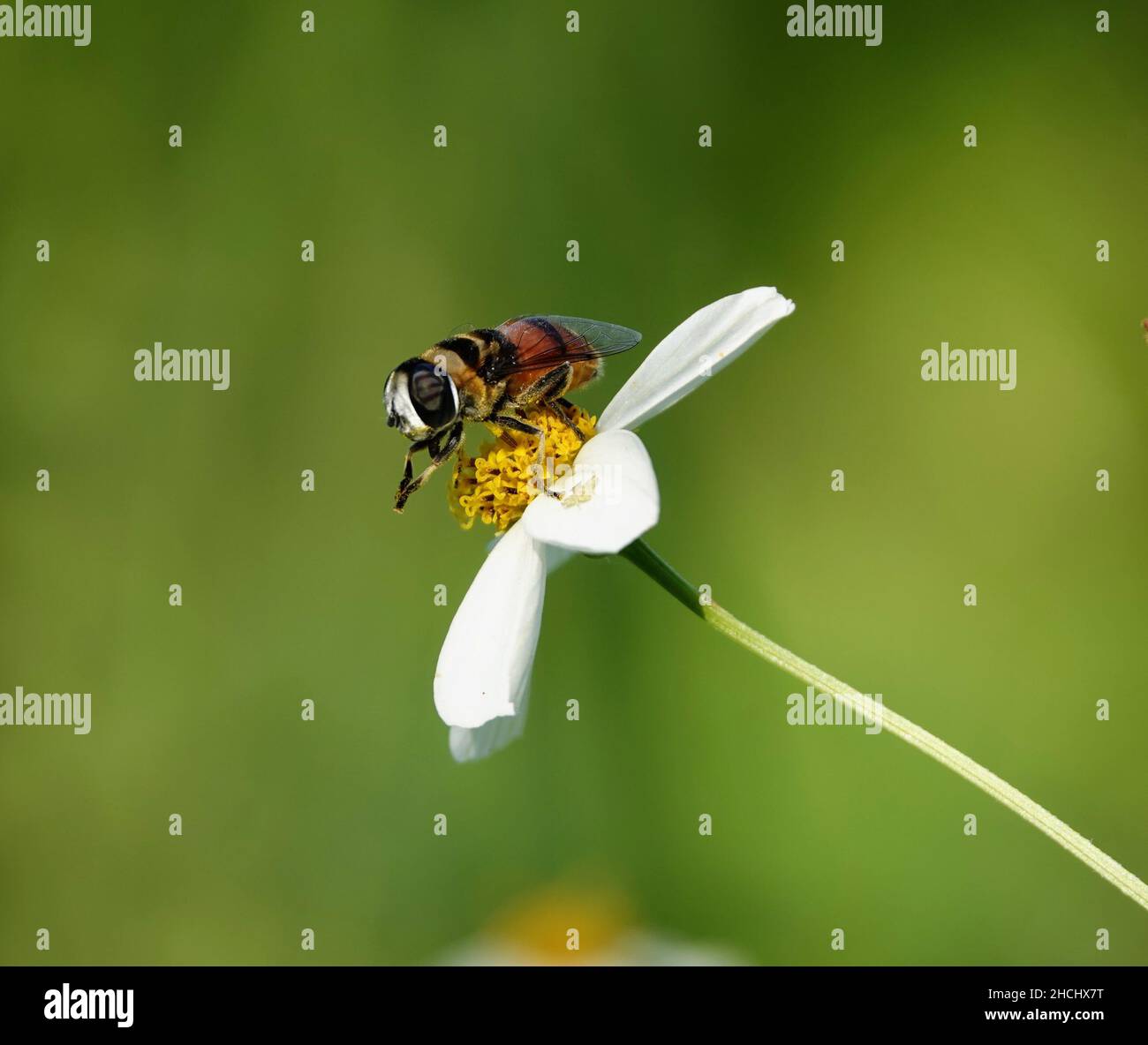 Closeup shot of a bee collecting nectar pollen from a white daisy ...
