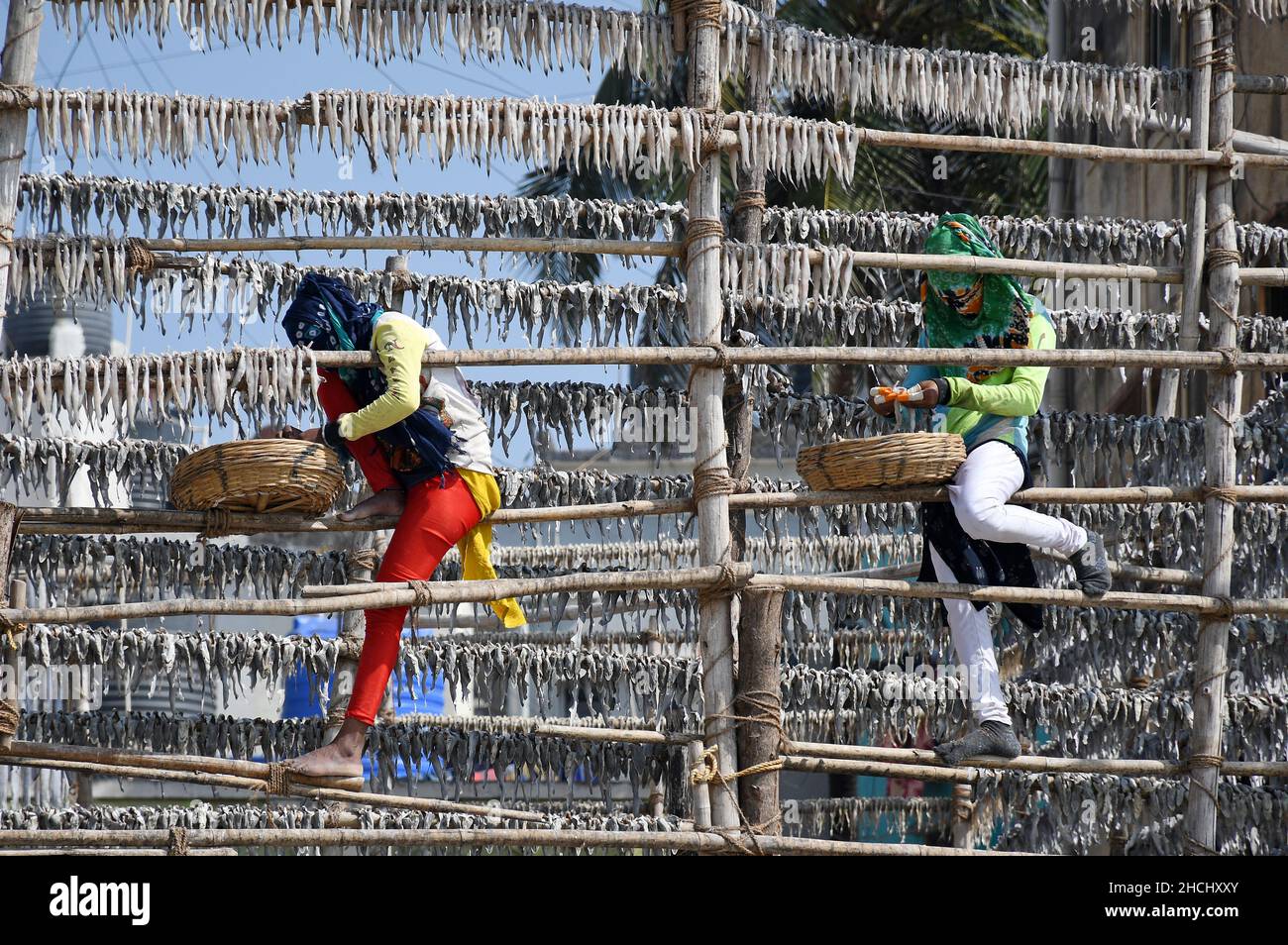 Bombil fish hi-res stock photography and images - Alamy