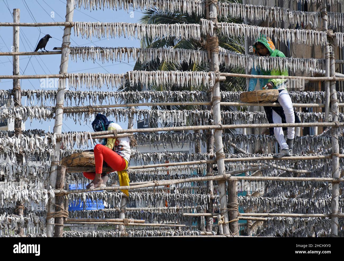 Mumbai, India. 29th Dec, 2021. Women hang fish (Bombay duck) to dry on ...